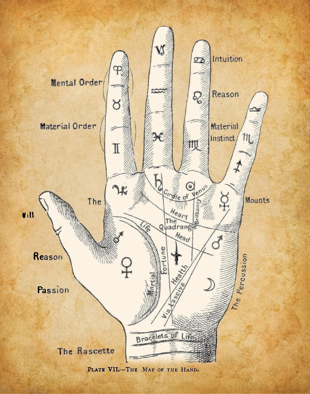 Amazon.com: Canvas - Palm Reading Divination Chart - Choose Unframed ...
