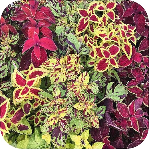 Coleus 'Wizard Mix' x 12 Mini Plug Plants Shade Lovers: Amazon.co.uk ...