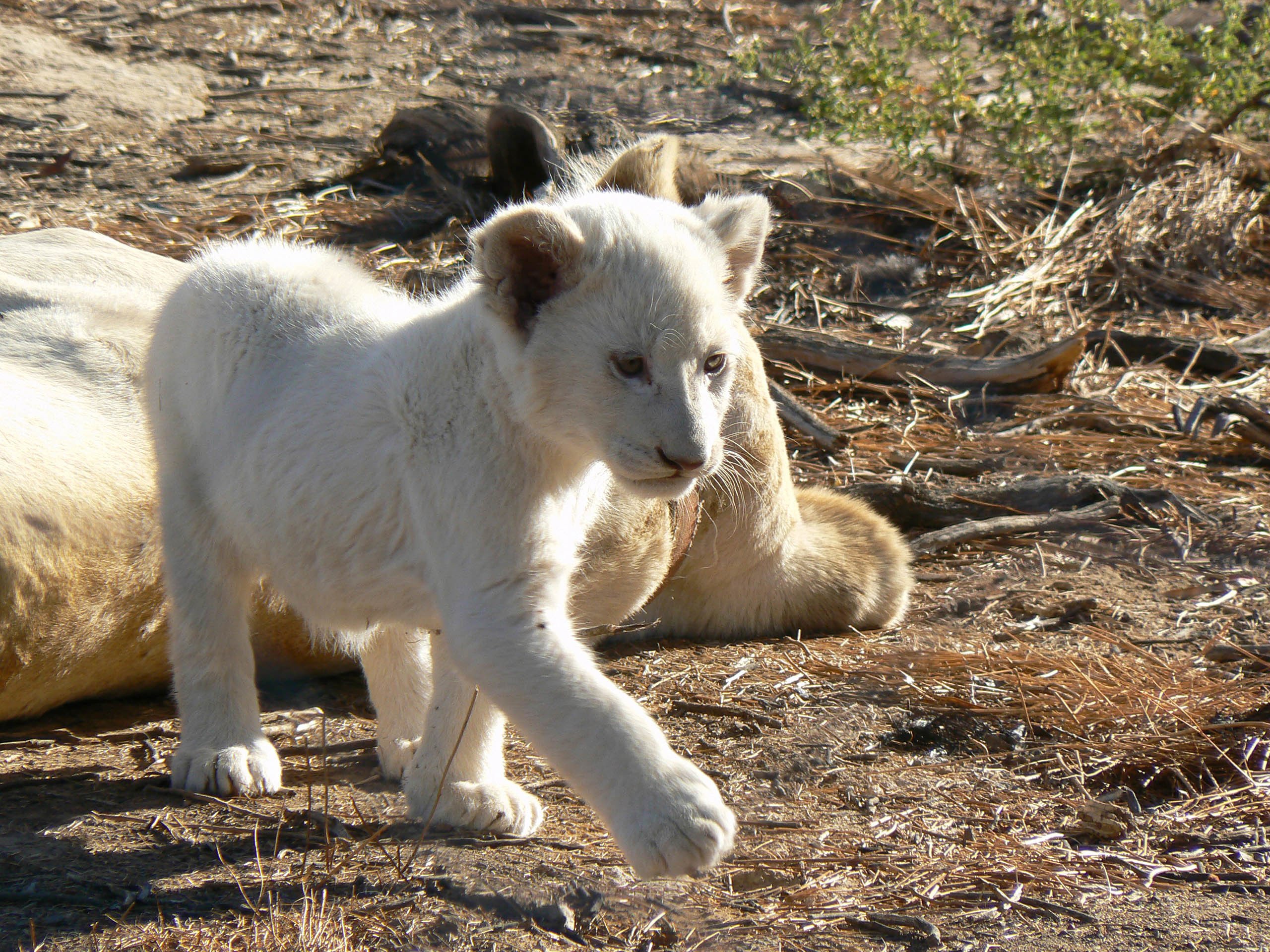 Watch Shamwari: A Wild Life - Season 1 | Prime Video