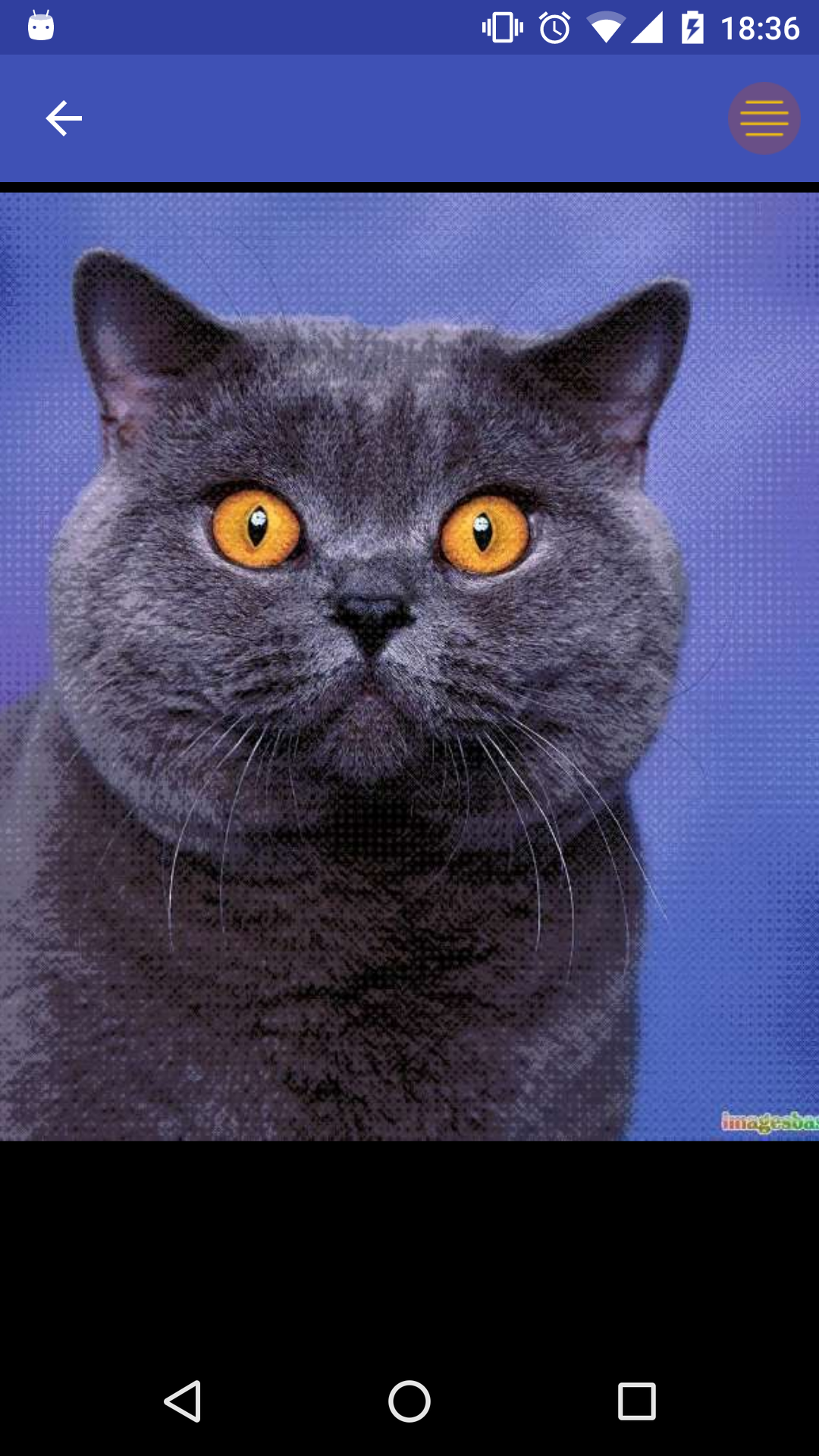 Amazon.com: Cats Wallpapers: Appstore for Android