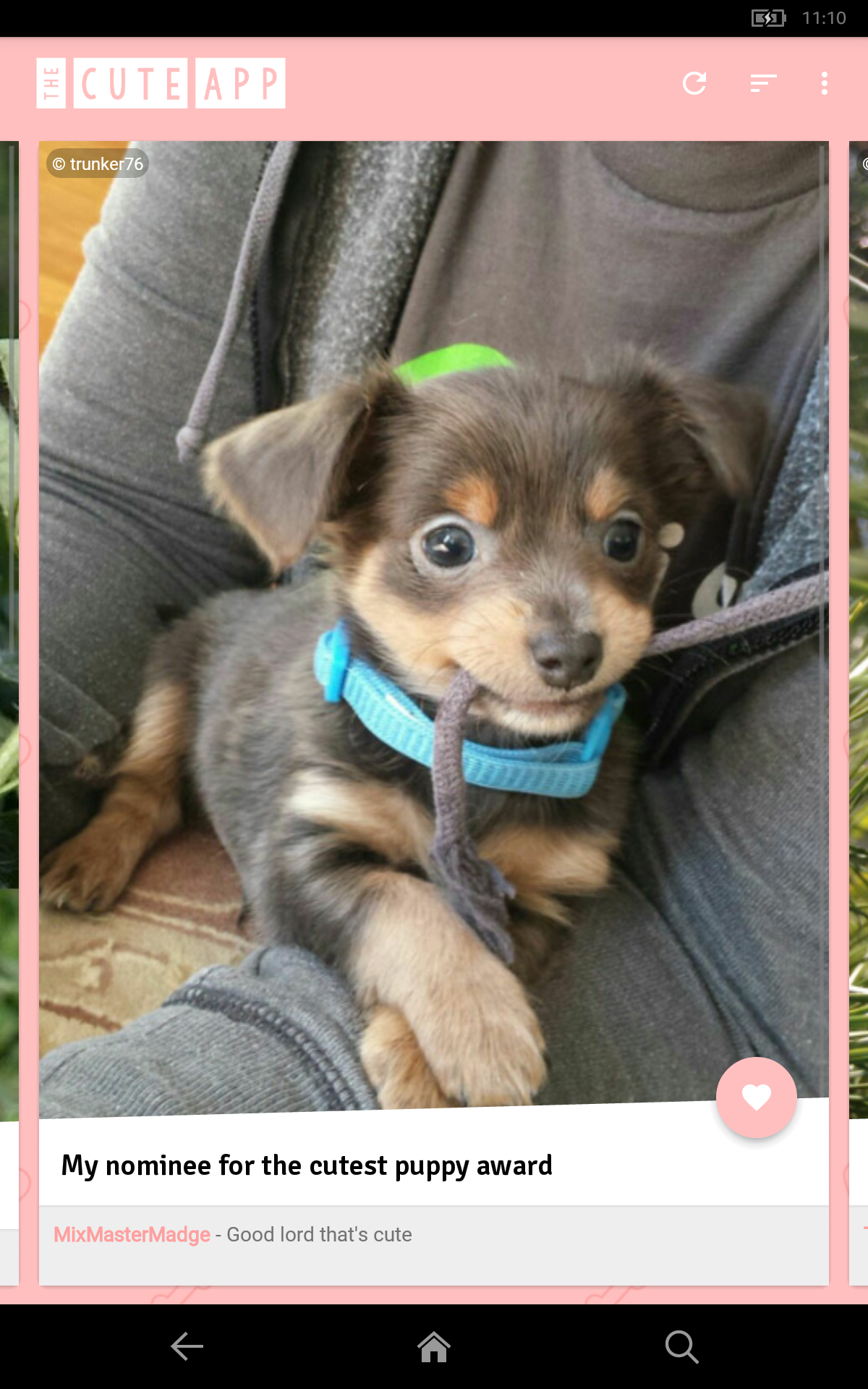The Cute App - Dogs & Cats:Amazon.ca:Appstore for Android