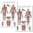 Amazon.com: Palace Learning Set of Two Muscular System Anatomical ...