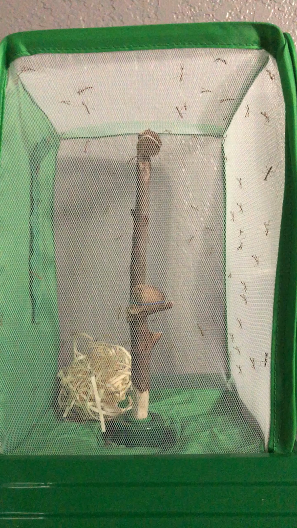 Amazon.com : Praying Mantis Egg Case With Hatching Habitat Cup - 2 ...