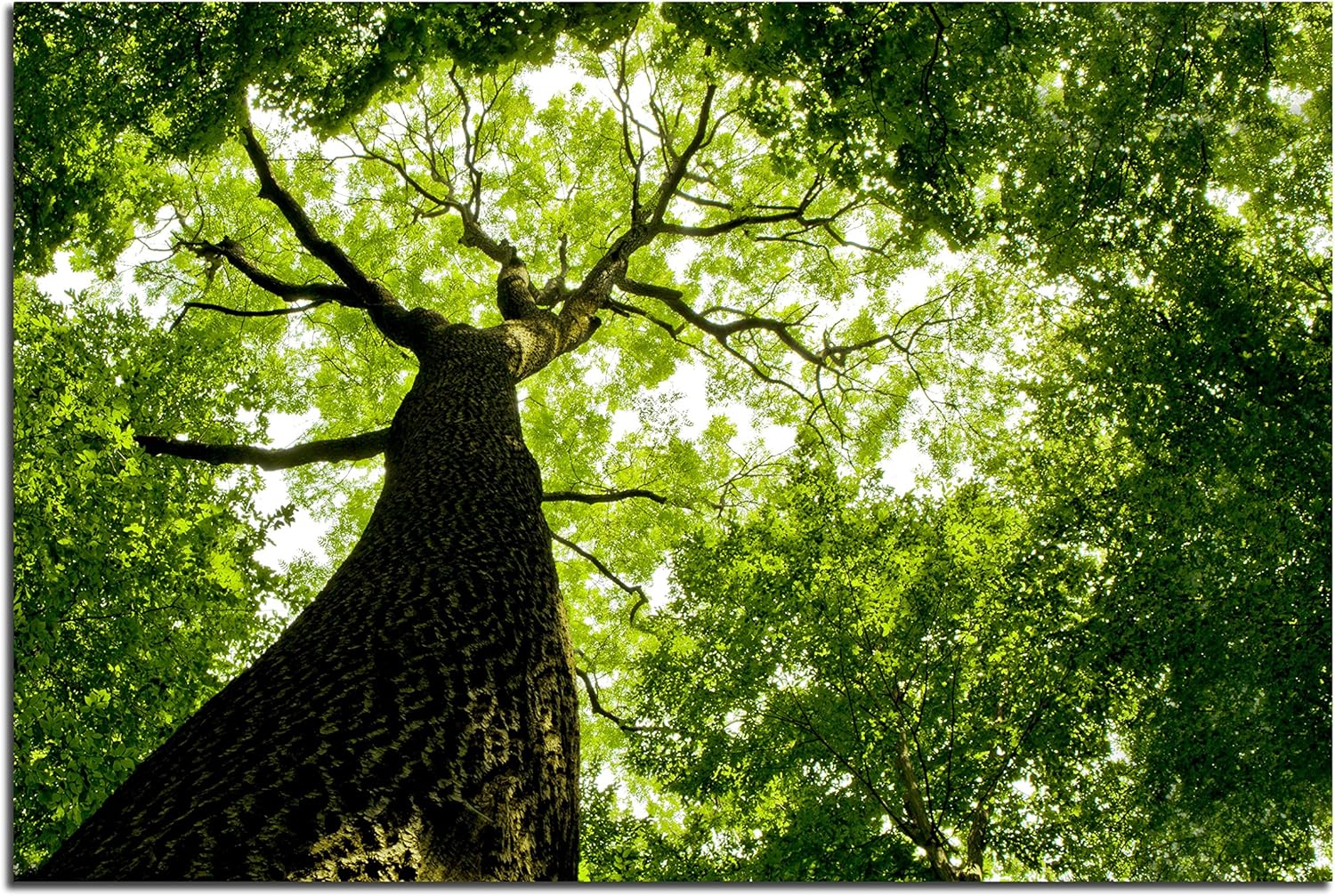 PIX Visions Leinwand Bild Bilder Natur Baum Licht Blätter grün Zweige ...