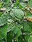 Amazon.com : 2 Dorman Red - Raspberry Plant - Everbearing - All Natural ...