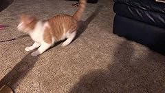 Amazon.com: The Giddy Kitty 5 Pack Cat Feather Interactive Toy with ...