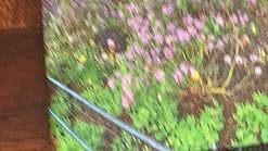 Deep Learning (Adaptive Computation and Machine Learning series ...