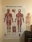 Amazon.com: The Muscular System Giant Chart: 9781587799815: Industrial ...