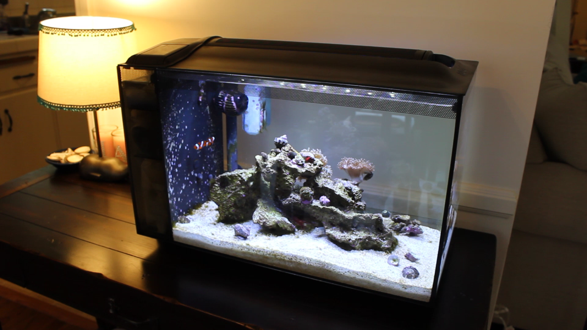 Watch The Perfect Beginner Saltwater Tank on Amazon Live