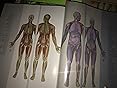 The Human Body in Health & Disease - Softcover: 9780323402118: Medicine ...