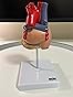 Axis Scientific Heart Model, 2-Part Deluxe Life Size Human Heart ...
