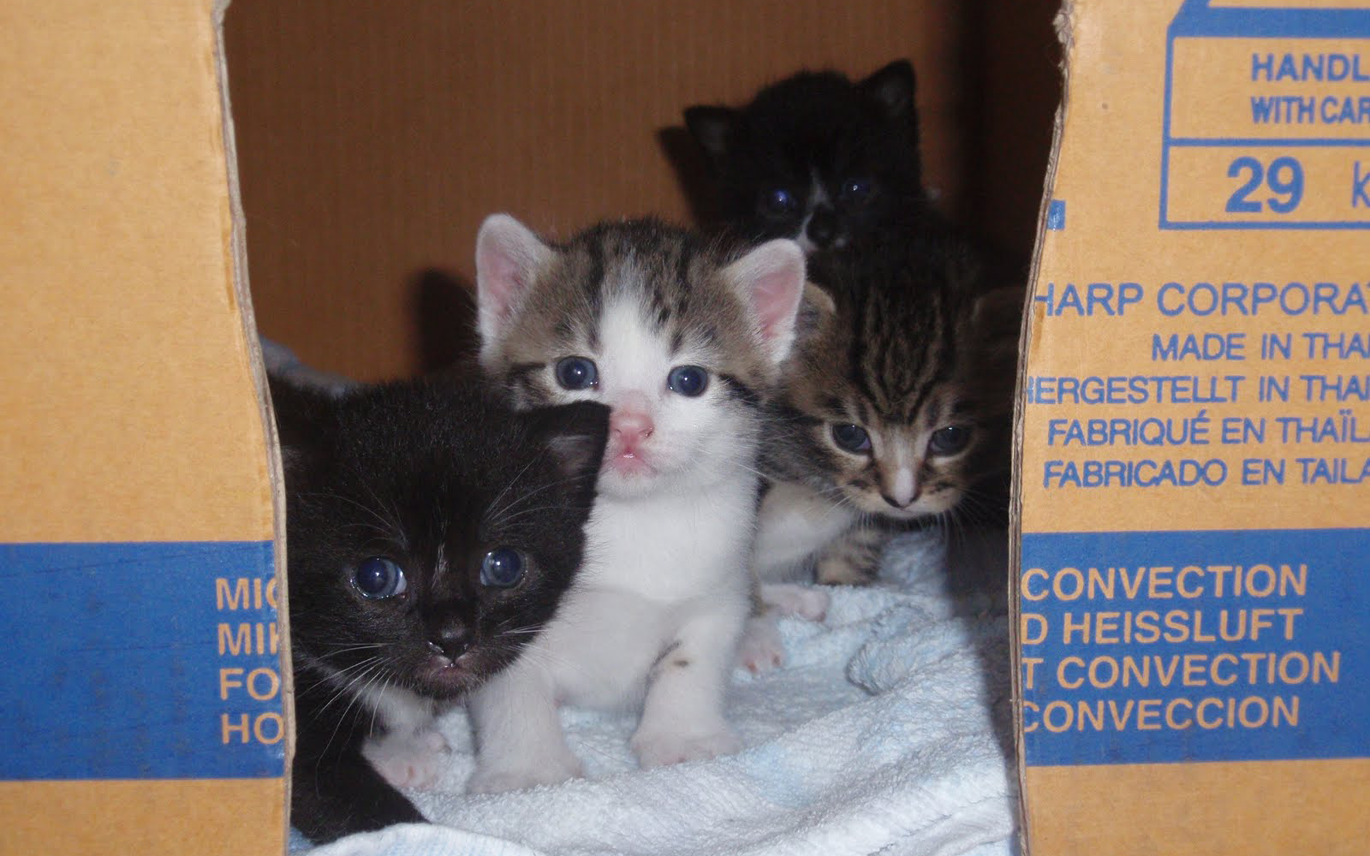 Cuddly Cute Kittens!:Amazon.co.uk:Appstore for Android