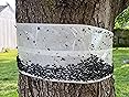Amazon.com : Tree Shield Insect Barrier by Catchmaster - 12 Rolls 30 ...