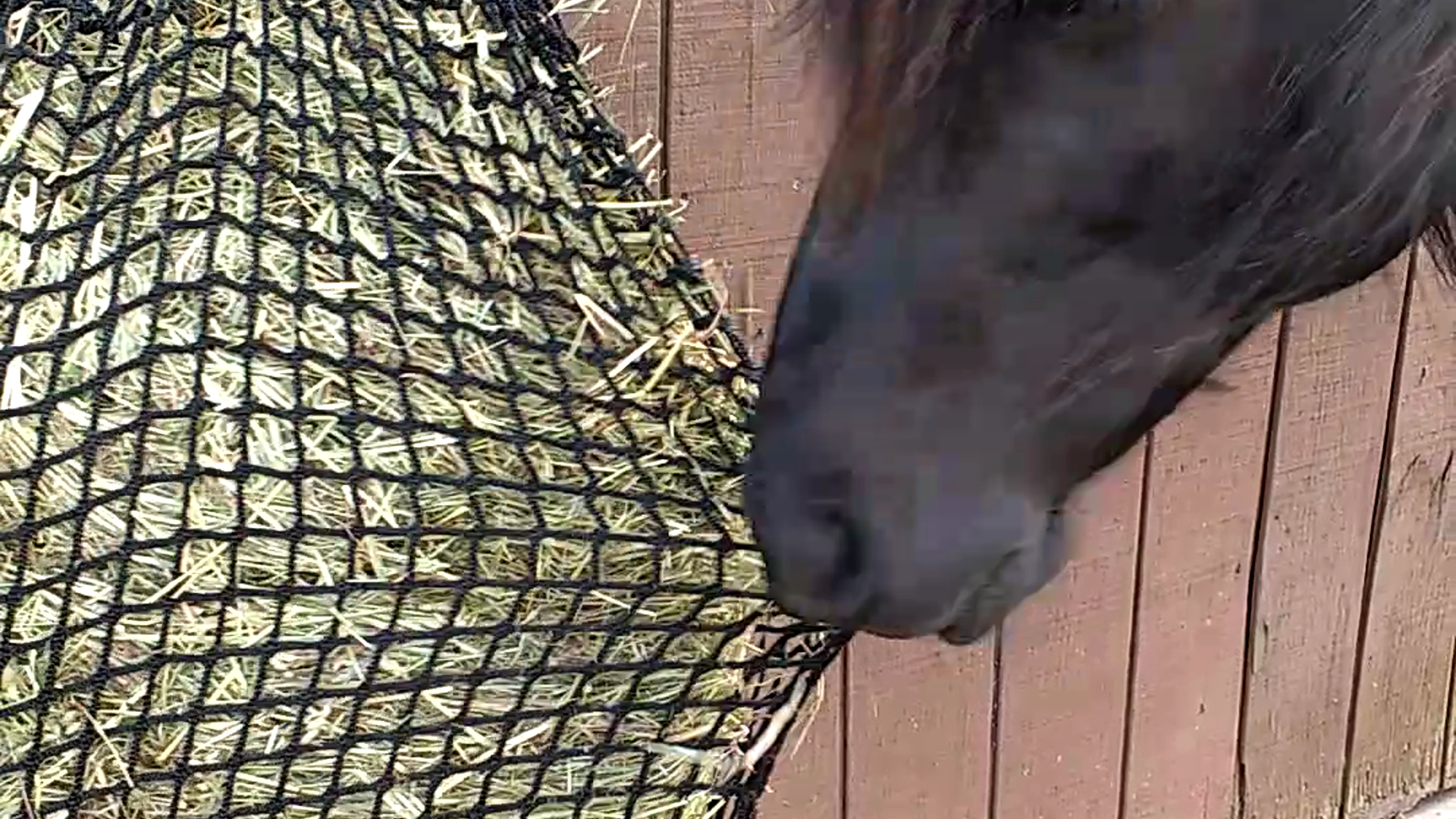 Watch Horse eating from Hay Burners Equine LLC, 1" mesh heavy weight ...
