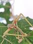Living Twig - Stick Insect Kit with Eggs : Amazon.co.uk: Toys & Games