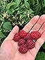 Amazon.com : 2 Dorman Red - Raspberry Plant - Everbearing - All Natural ...