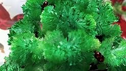 Amazon.com: Toysmith Amazing Christmas Tree : Home & Kitchen