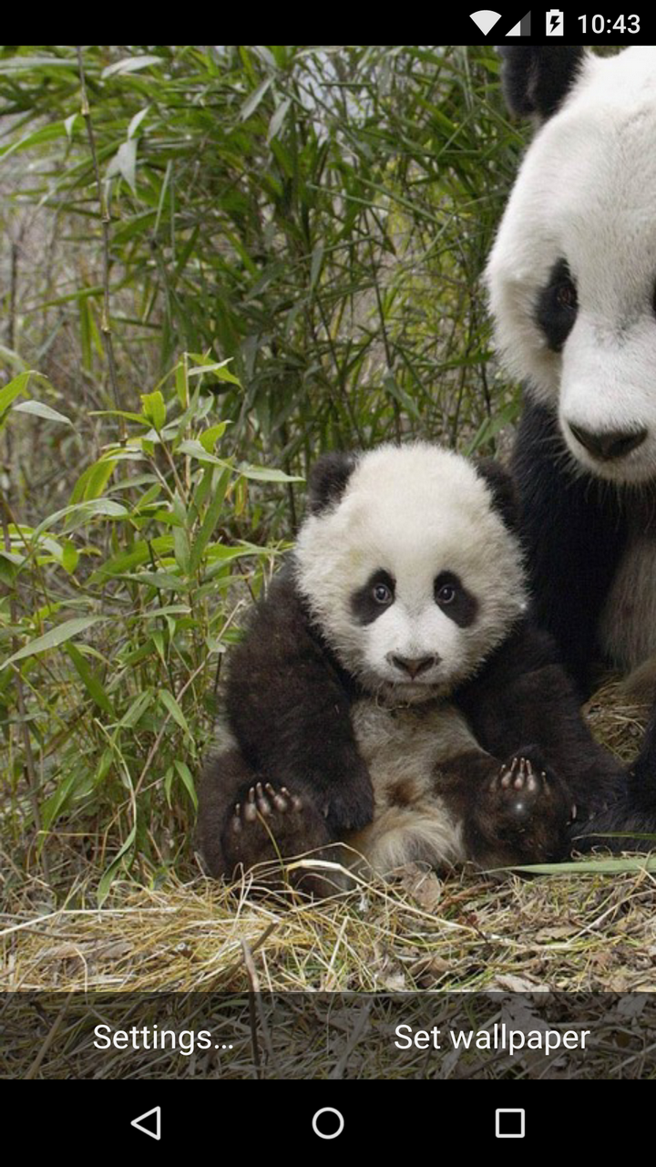 Panda Live Wallpaper HD:Amazon.com:Appstore for Android