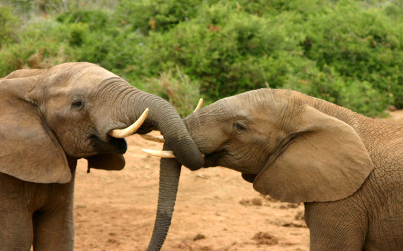 All About Elephants Amazon au Appstore For Android all-about-elephants-amazon-au-appstore-for-android