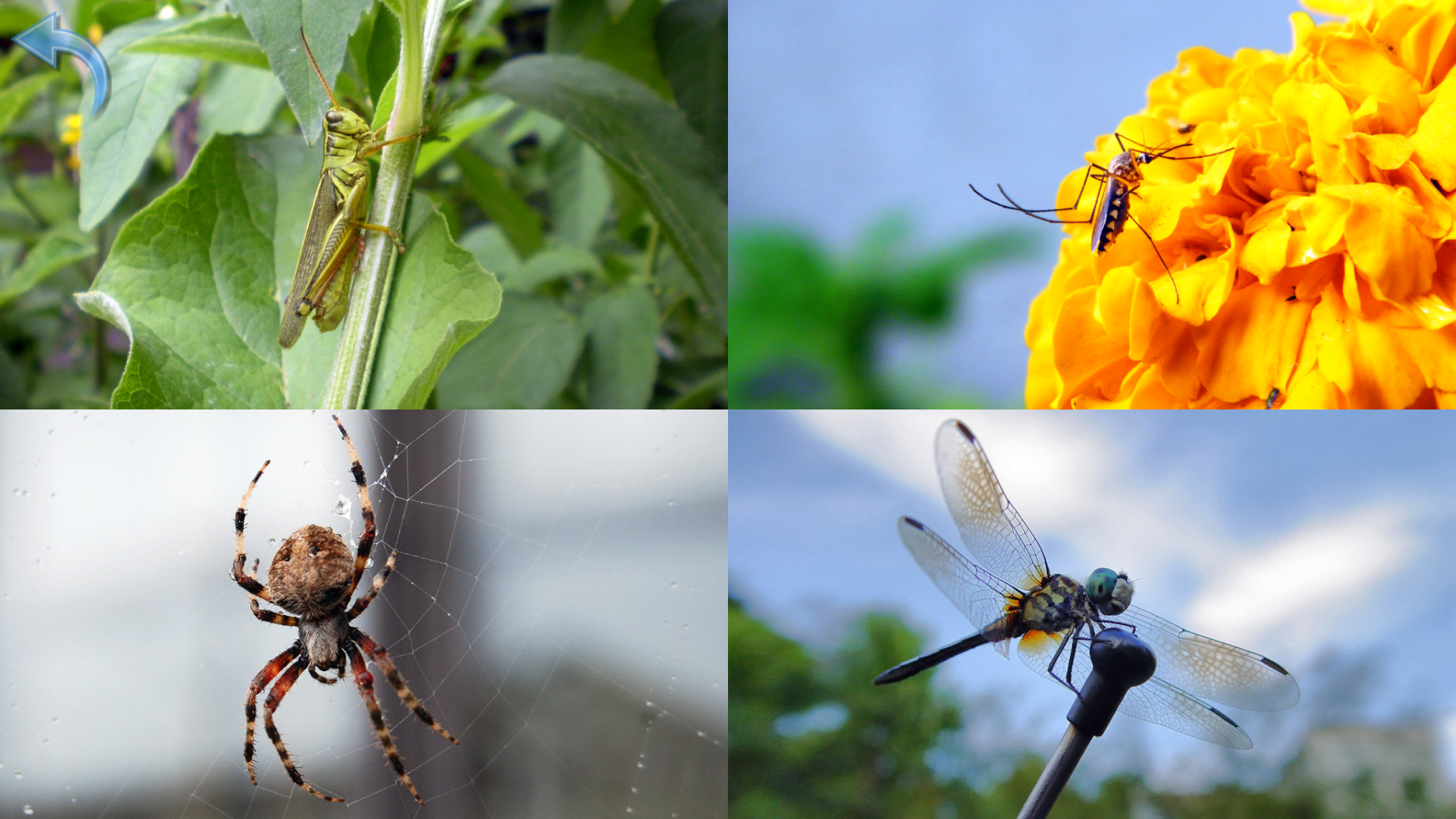 Kids Learn About Animals (Full Version):Amazon.co.uk:Appstore for Android