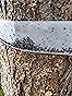 Amazon.com : Tree Shield Insect Barrier by Catchmaster - 12 Rolls 30 ...