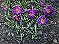 Amazon.com : Remembrance Crocus 20 Bulbs - Very Hardy! : Flowering ...