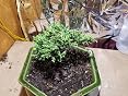 Amazon.com : Dyna-Gro BON-008 8 oz Bonsai-Pro Liquid Plant Food, Yellow ...