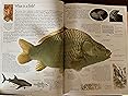 DK Eyewitness Books: Fish: Discover the Amazing World of Fish―How They ...