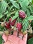 Amazon.com : 2 Dorman Red - Raspberry Plant - Everbearing - All Natural ...
