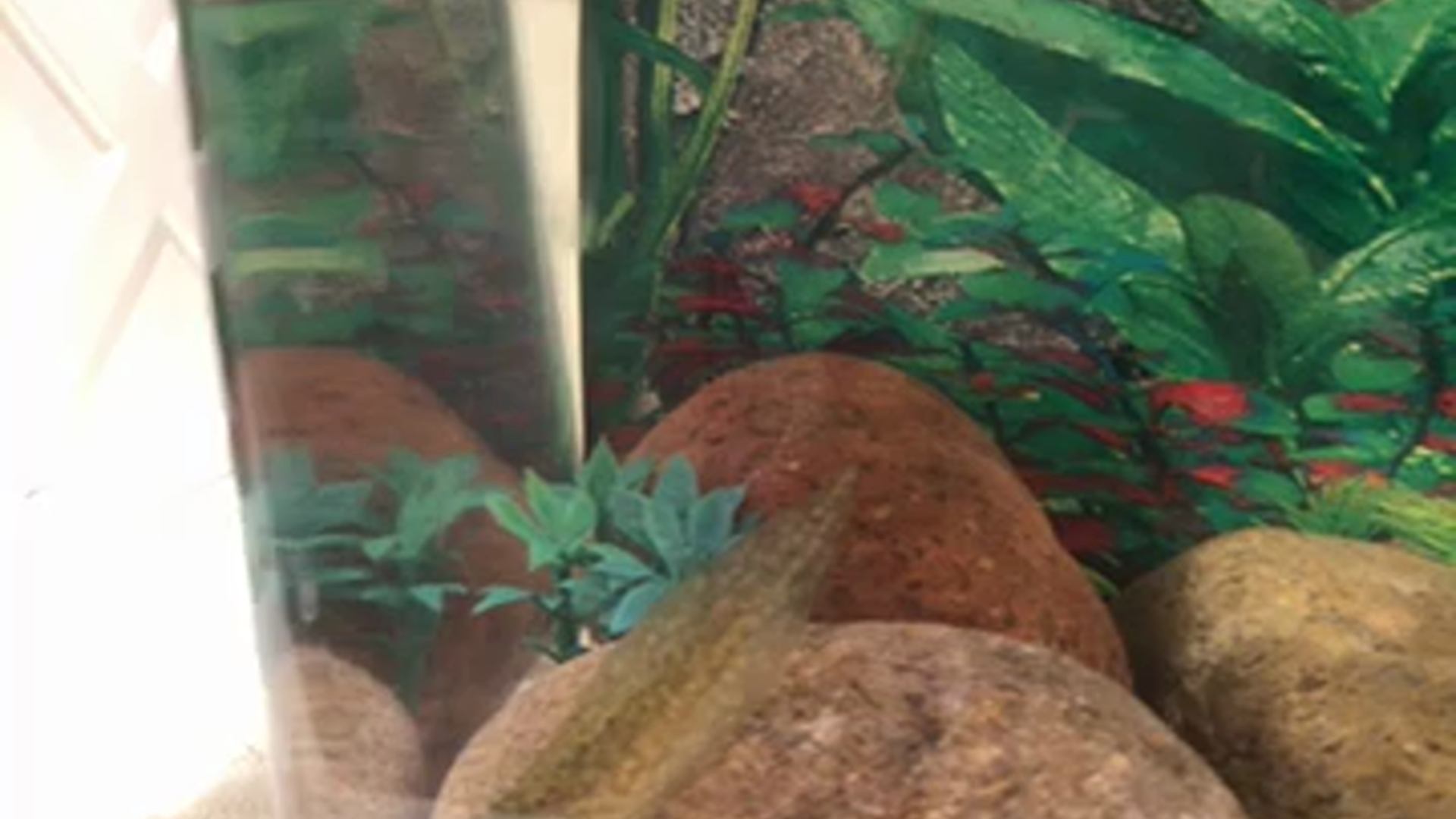 Watch Nature Gift Store Tadpole to Frog Growing Kit with 2 Live ...