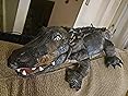 Amazon.com: Folkmanis American Alligator Hand Puppet, Green, 1 EA ...