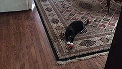 Amazon.com: The Giddy Kitty 5 Pack Cat Feather Interactive Toy with ...