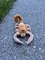 Amazon.com: WILD REPUBLIC Scorpion Plush, Stuffed Animal, Plush Toy ...