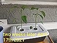 Amazon.com: MASTERBLEND 4-18-38 Complete Combo Kit Fertilizer Bulk (2.5 ...