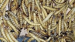 Amazon.com : Live Superworms - Kingworms for Feeding Reptiles, Chickens ...