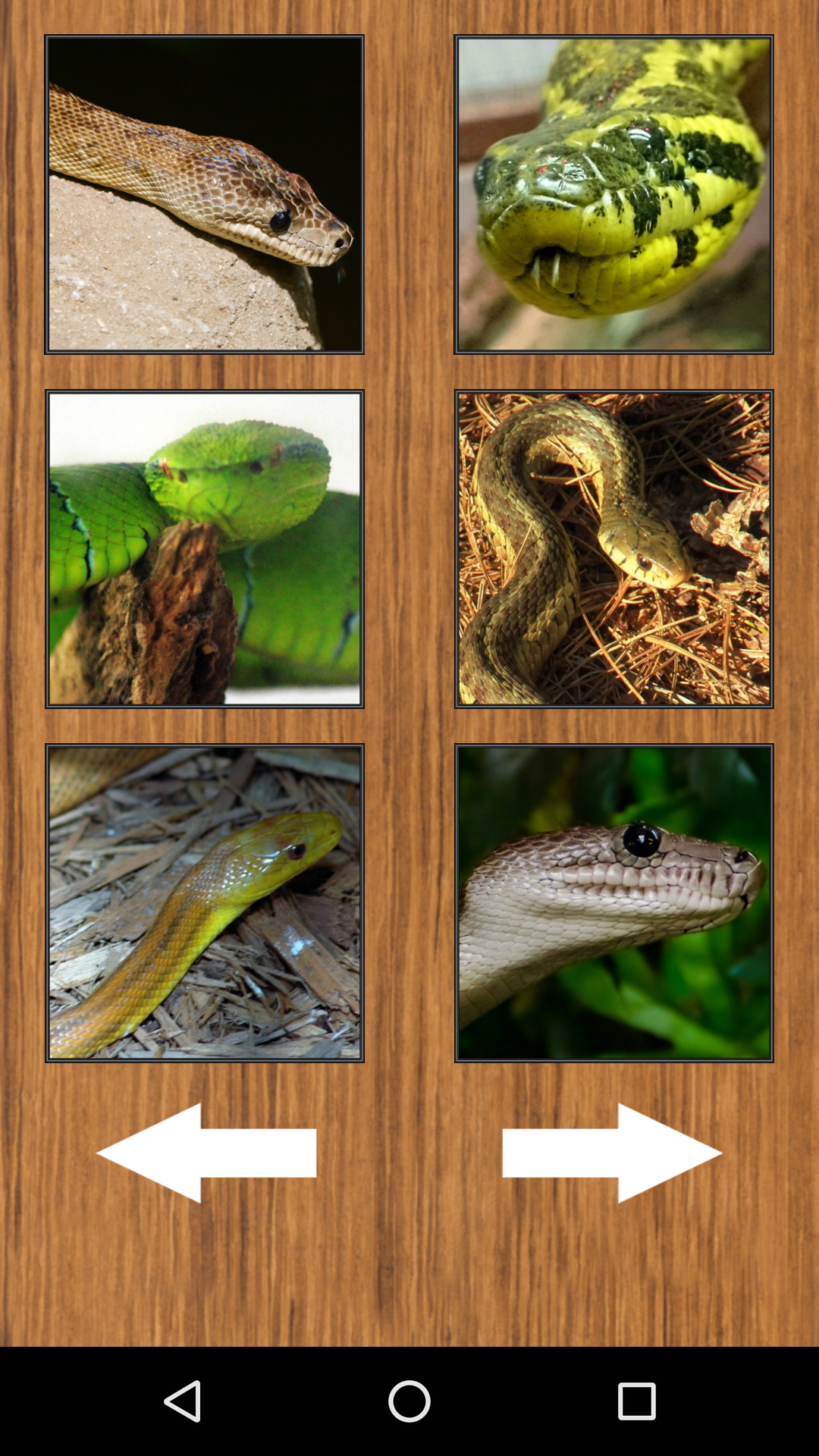 Funny Hiss Snake Sounds : Amazon.es: Apps y Juegos