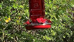 Amazon.com : Stokes Select More Birds Hummingbird Feeder, Glass ...