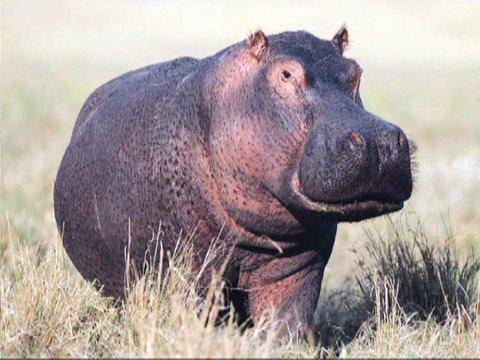 Baby Einstein: Baby Noah from Baby Einstein: Baby Noah (2004)