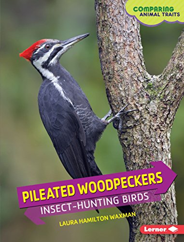 Pileated Woodpeckers: Insect-hunting Birds (Comparing Animal Traits) by ...
