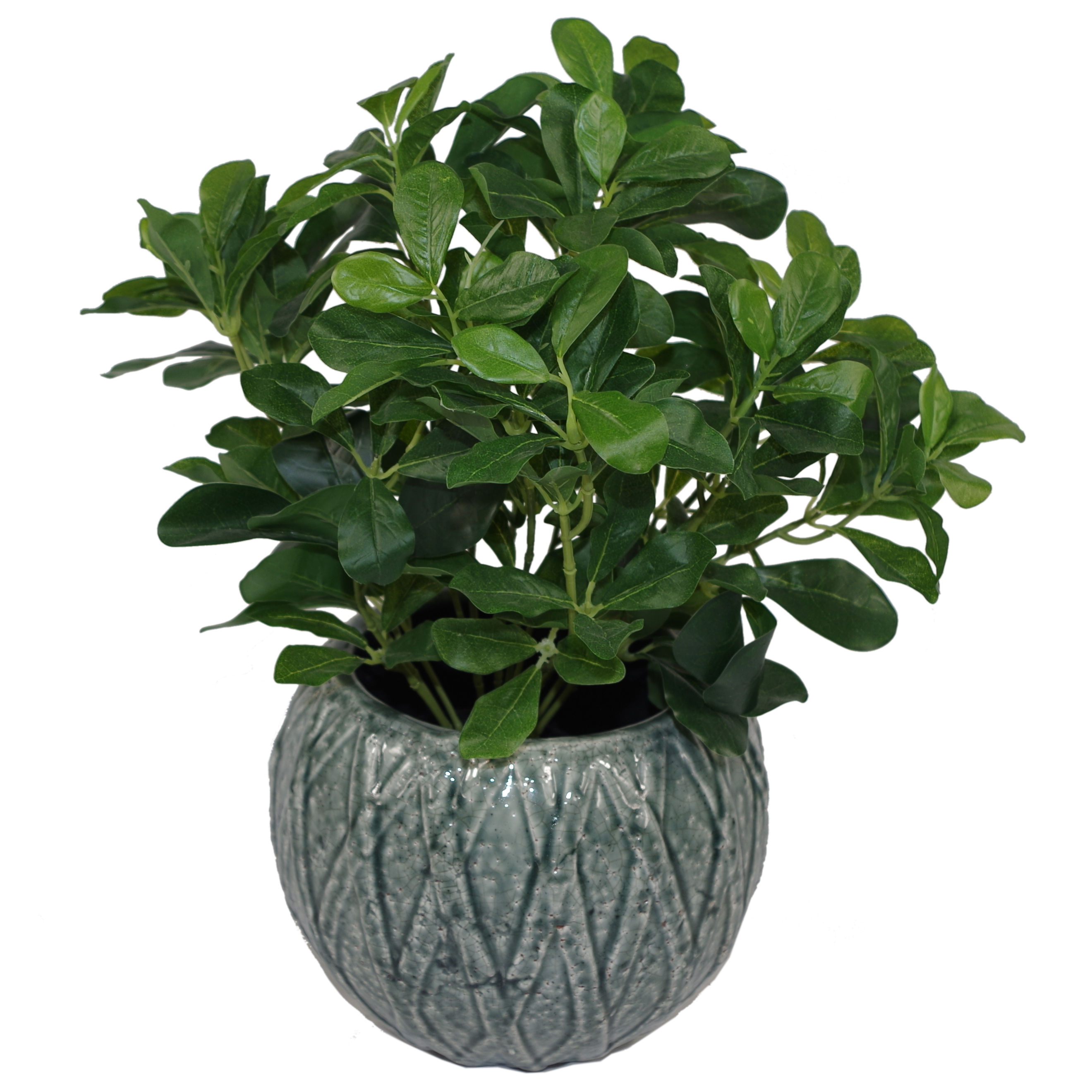 Amazon.co.uk: Leaf