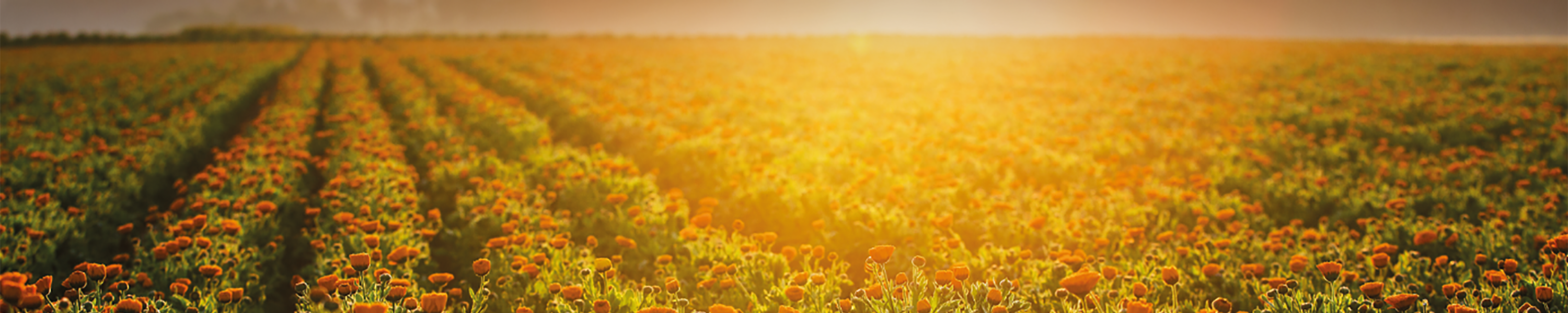 Amazon.ca: Pascoe Canada: Supplements