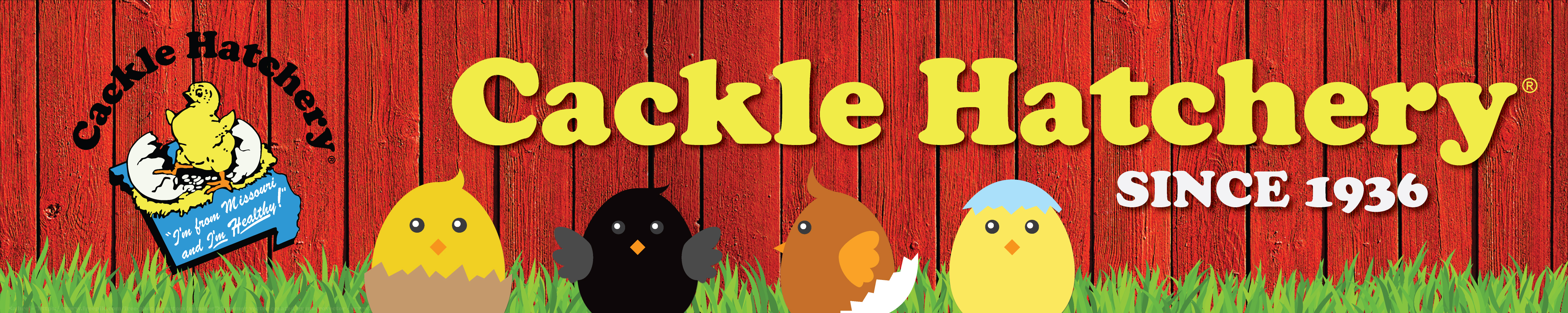 Amazon.com: Cackle Hatchery: Chick Care