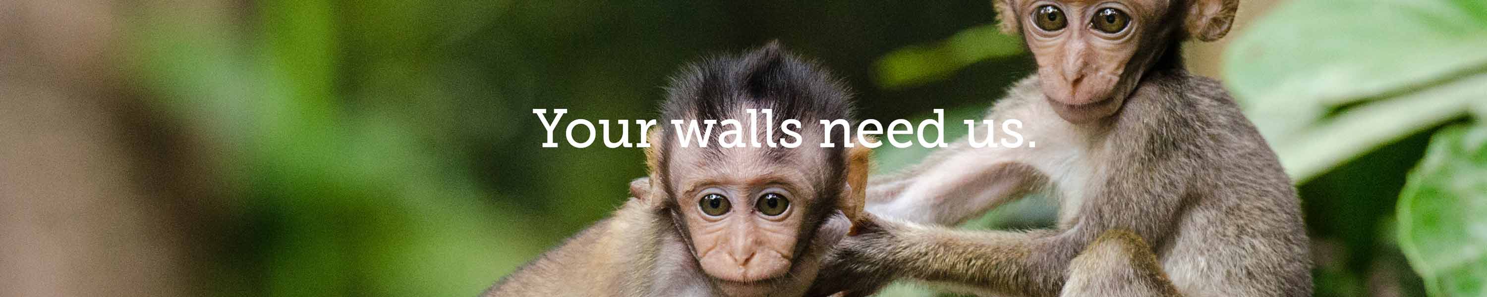 Amazon.com: Wallmonkeys Wall Decals: Monkeys