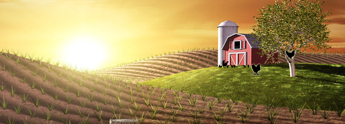 Amazon.com: Chicken Hill