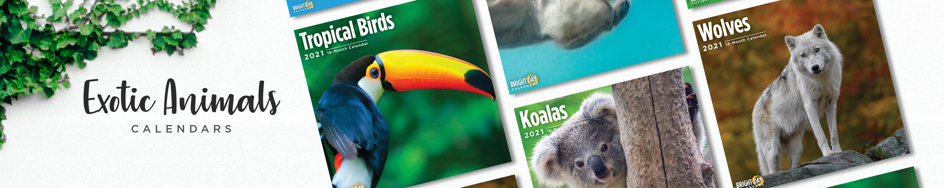Amazon.com: Bright Day Calendars: Exotic Animals
