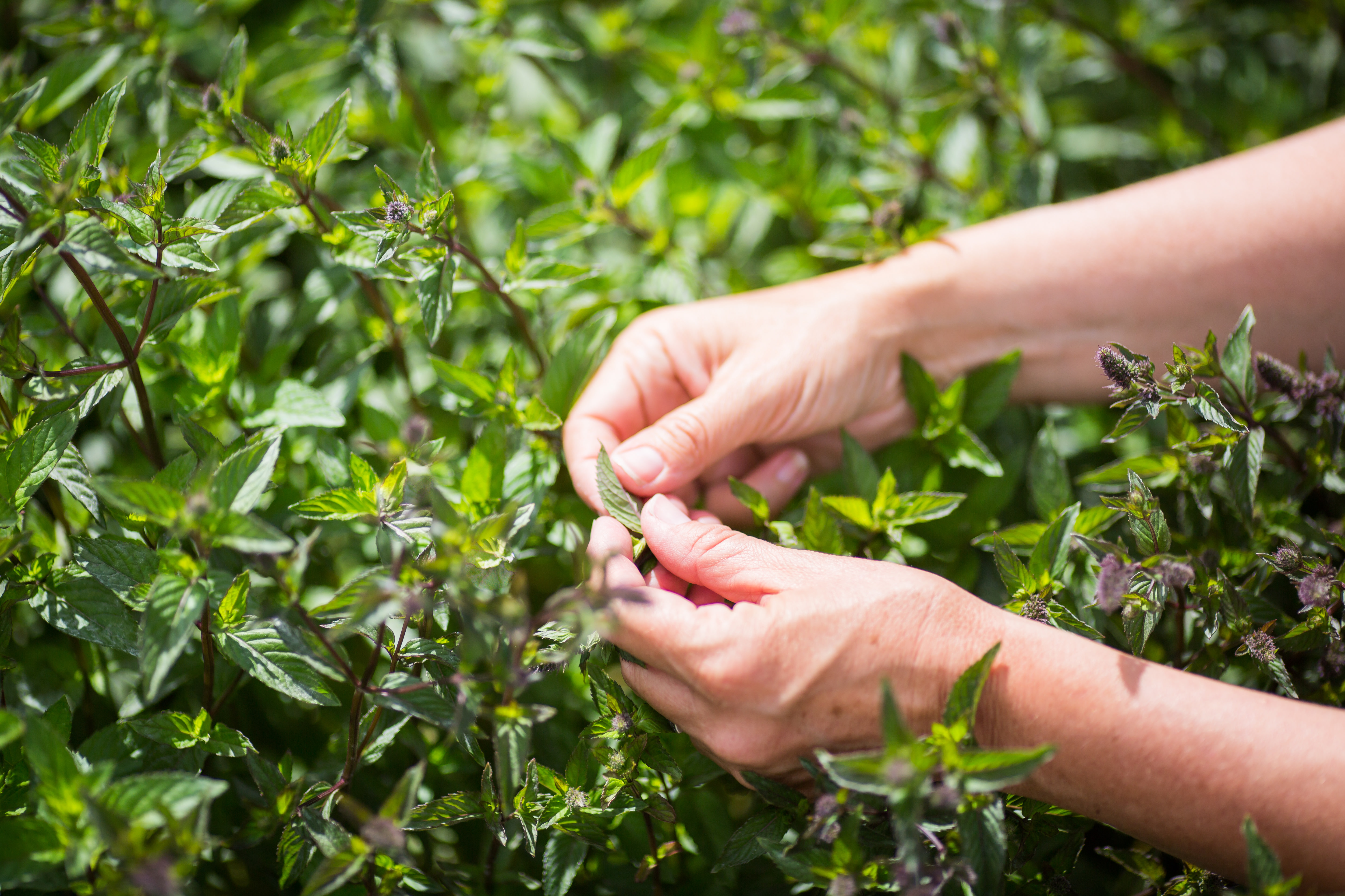 Amazon.com: Mighty Mint