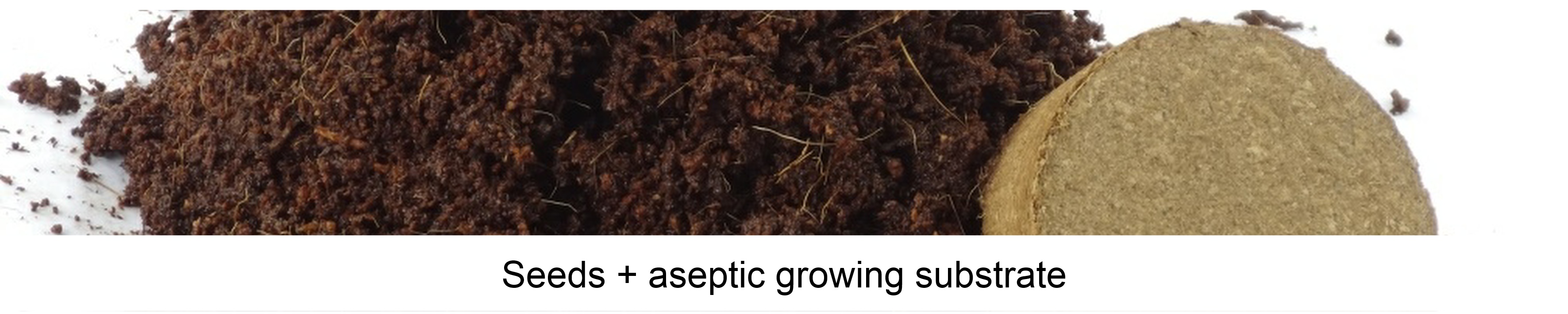 Amazon.co.uk: SAFLAX: Seeds with cultivation substrate