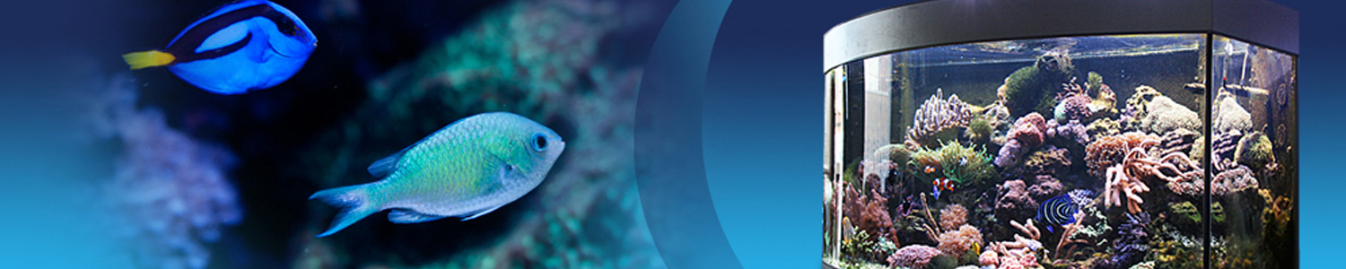 Amazon.in: VENUS AQUA: Aquarium Led Light