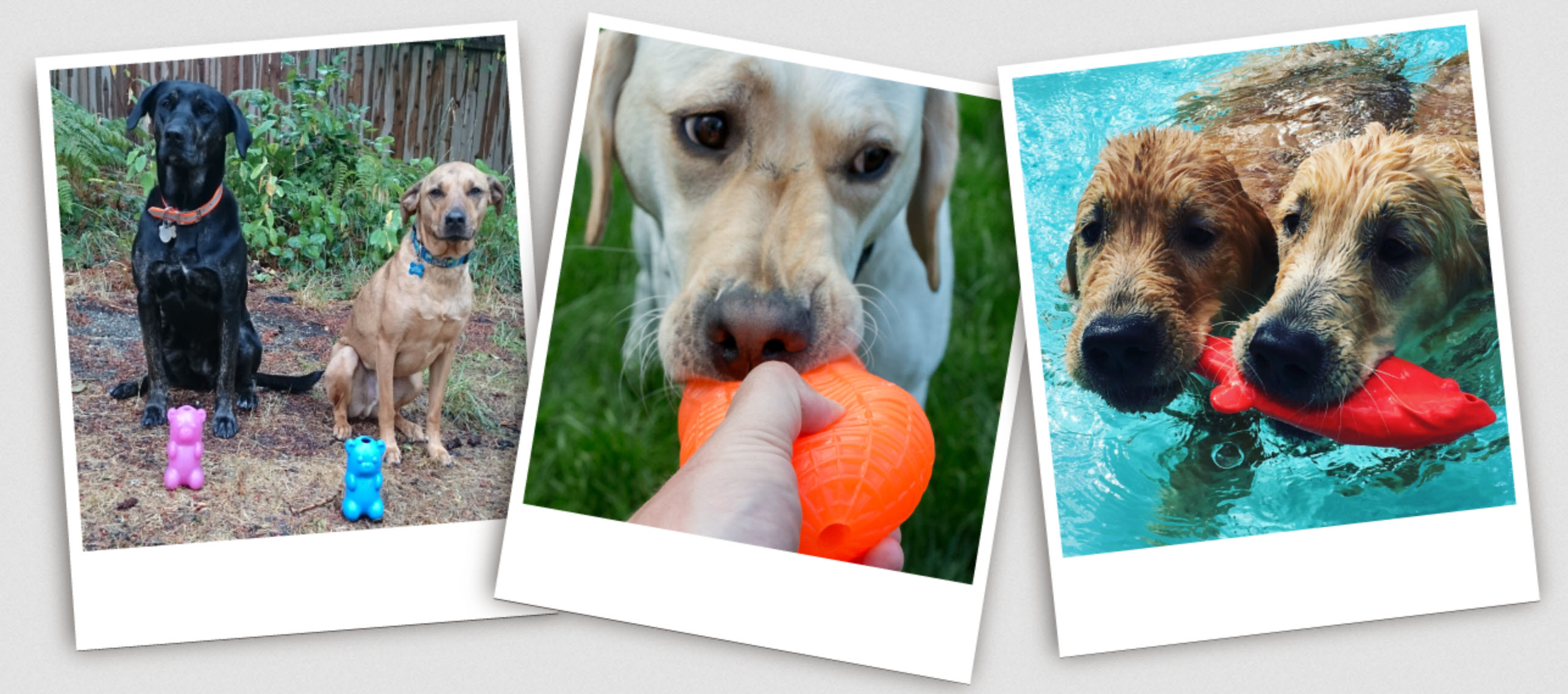 Amazon.com: Ruff Dawg Dog Toys: Dawg-X