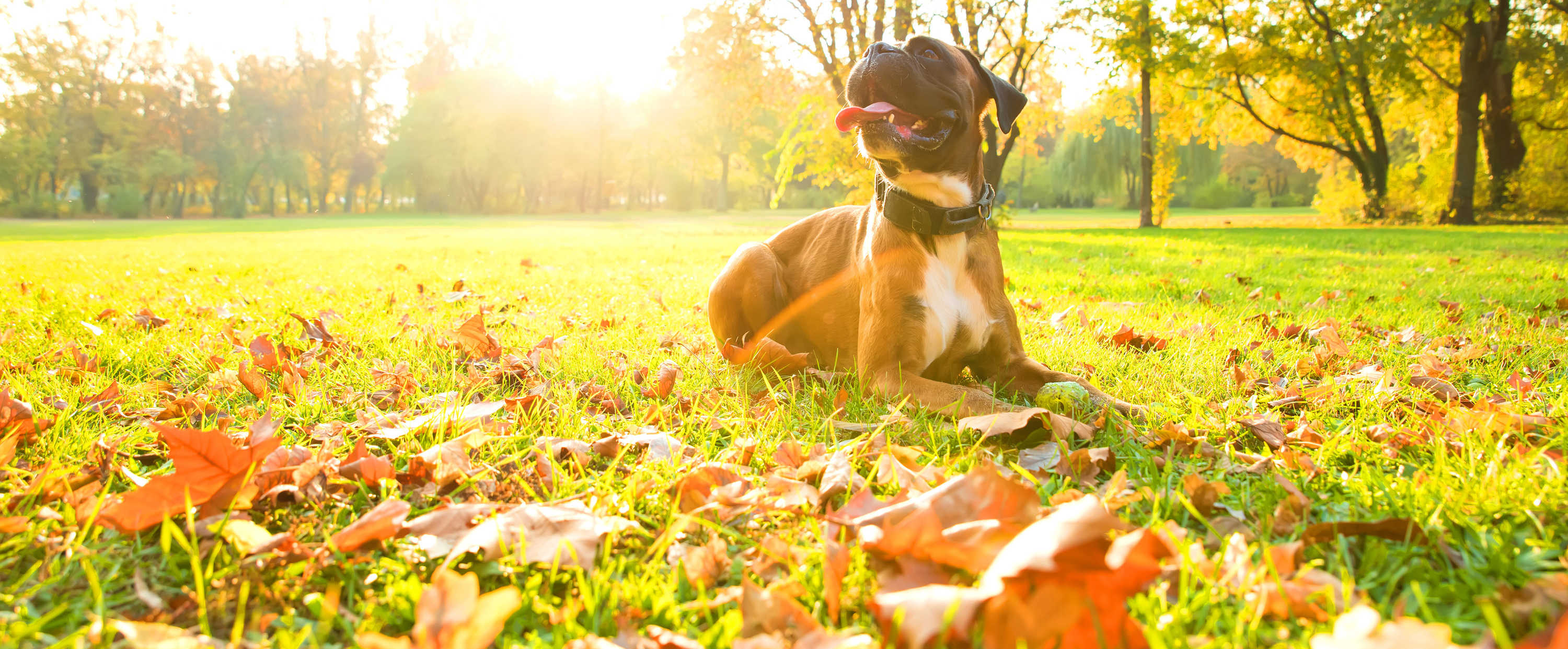 Amazon.com: Native Pup